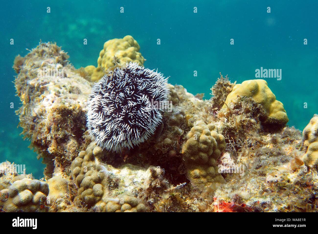 West Indian Sea Egg (Tripneustes ventricosus) also known as a White Sea ...