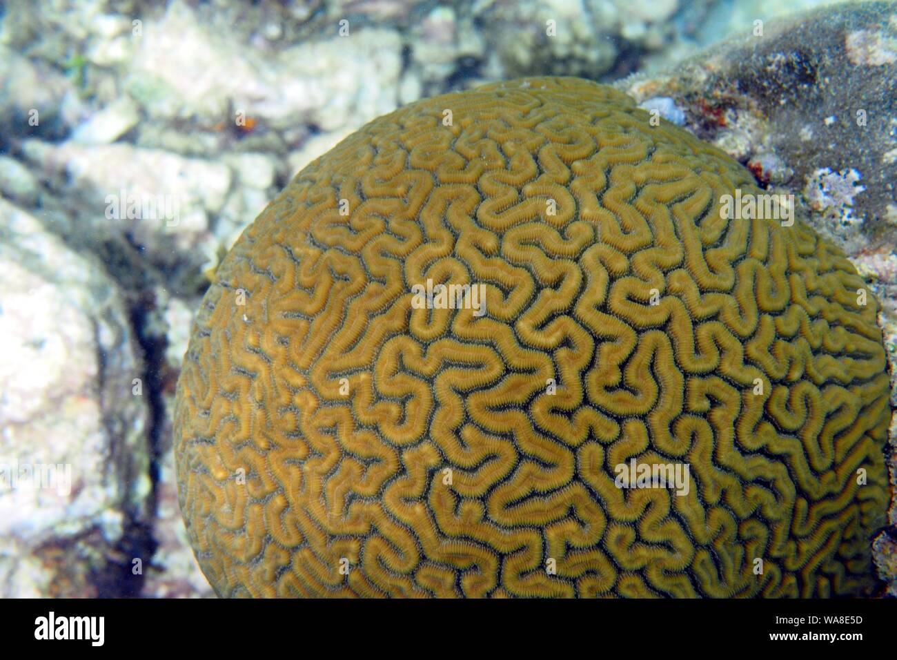 Classic example of Grooved Brain Coral (Diploria labyrinthiformis ...