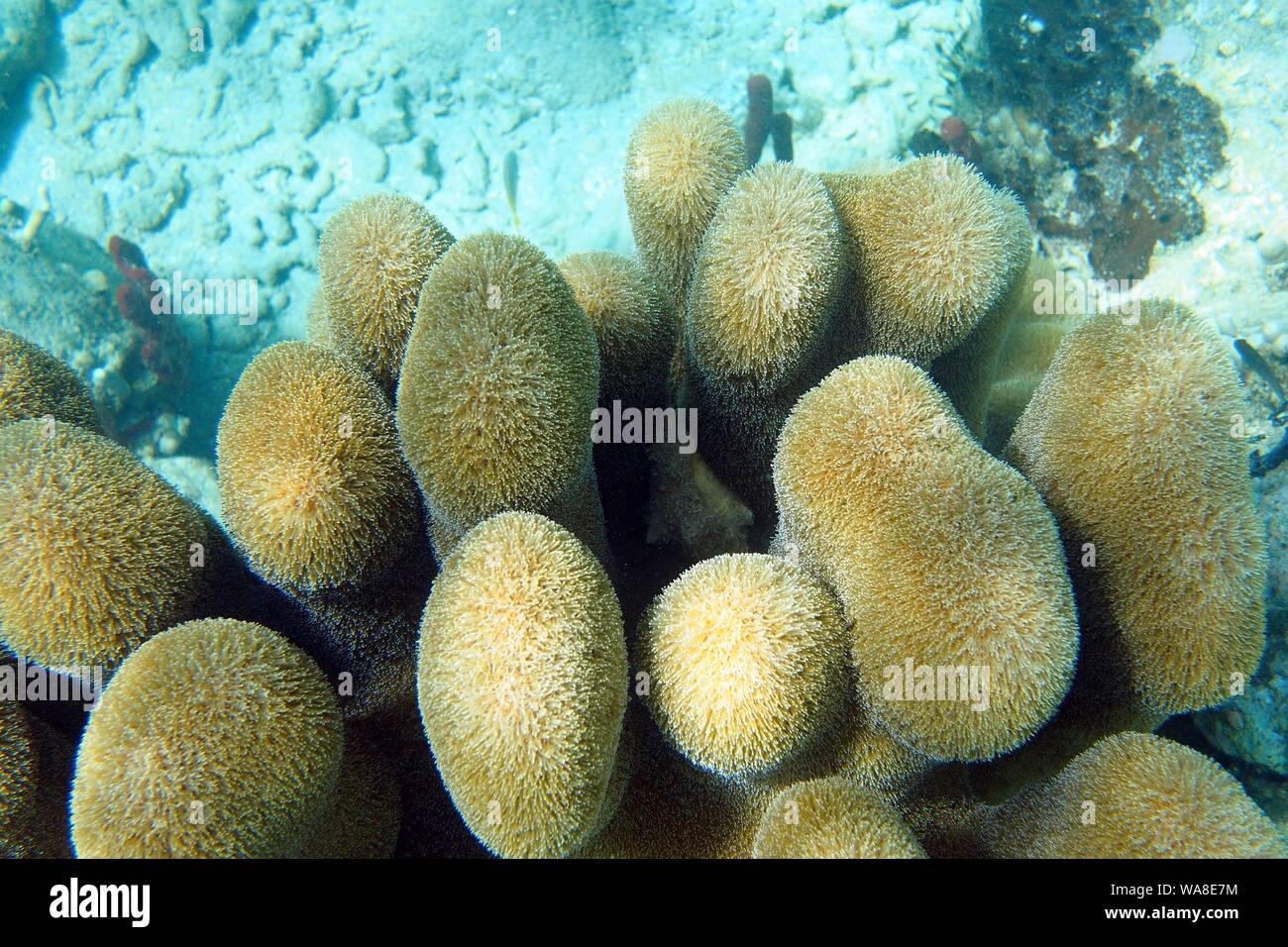 Clubbed Finger Coral