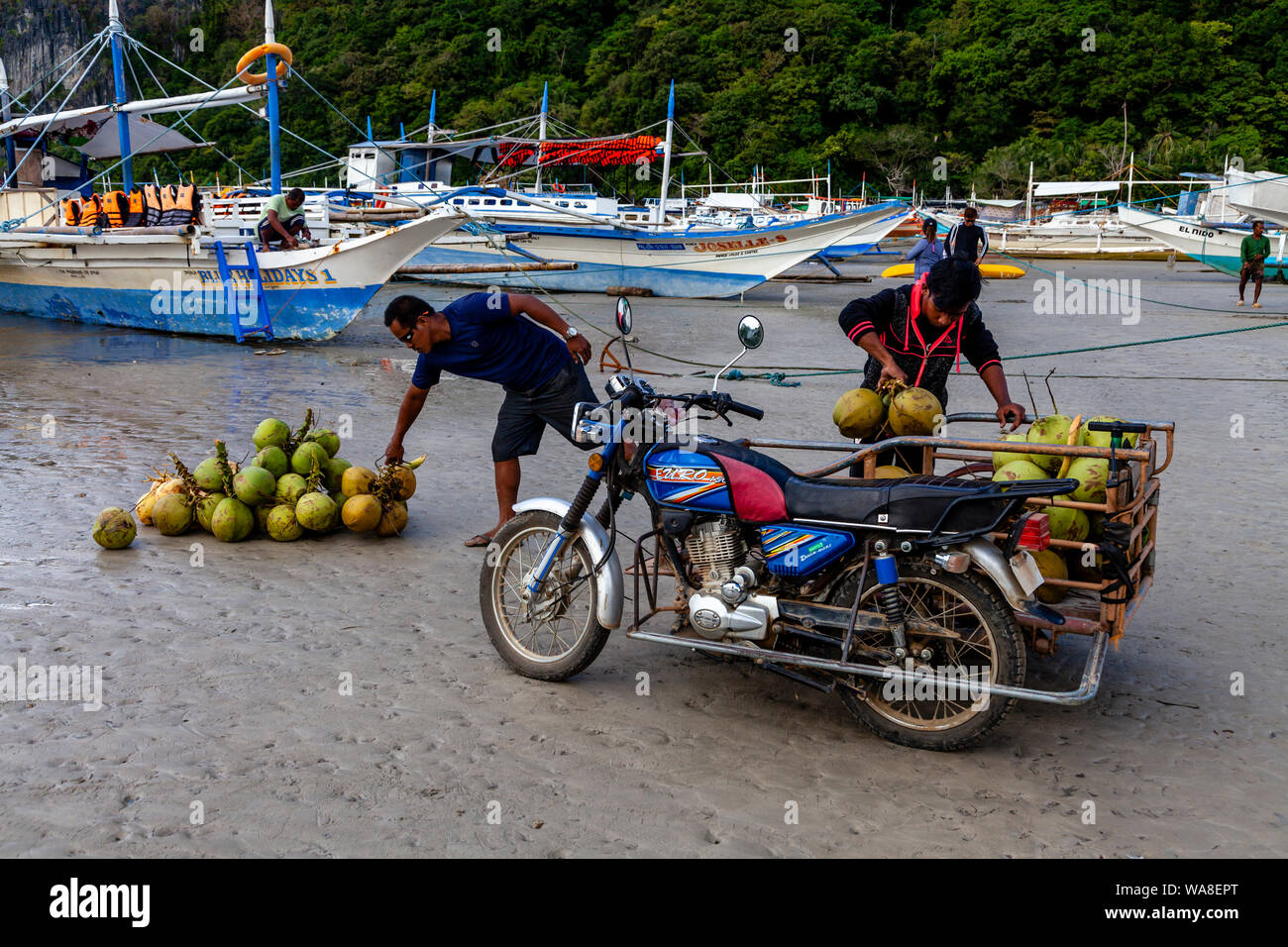 Local People Collecting Buko (Fresh Coconuts) From Corong Corong Beach ...