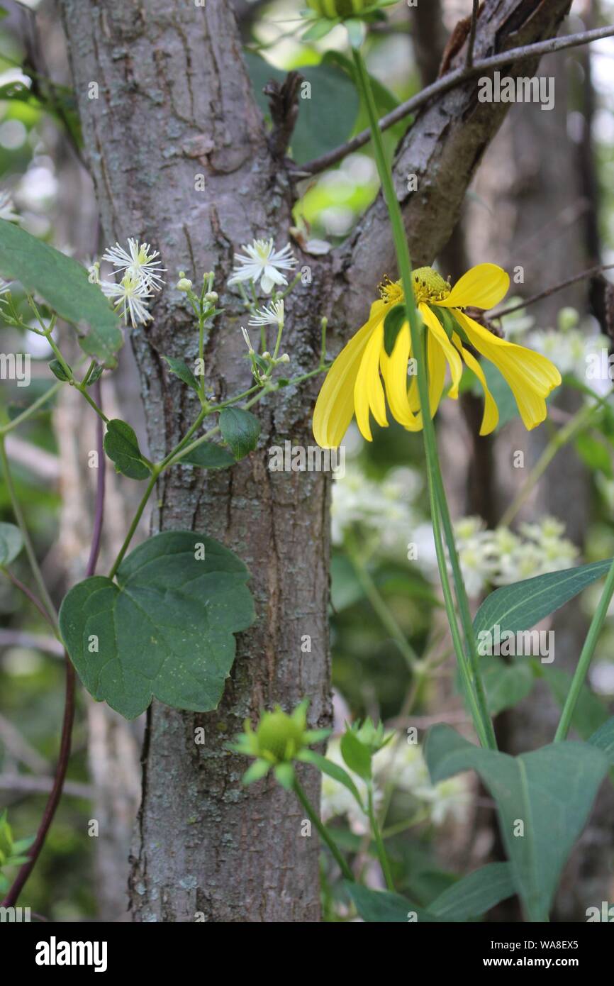 Daisey daisy flower flowers hi-res stock photography and images - Alamy