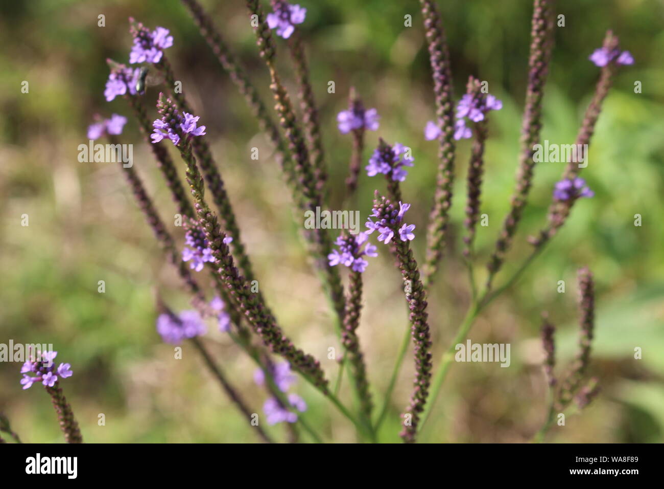 purple wildflower in Wisconsin Stock Photo - Alamy