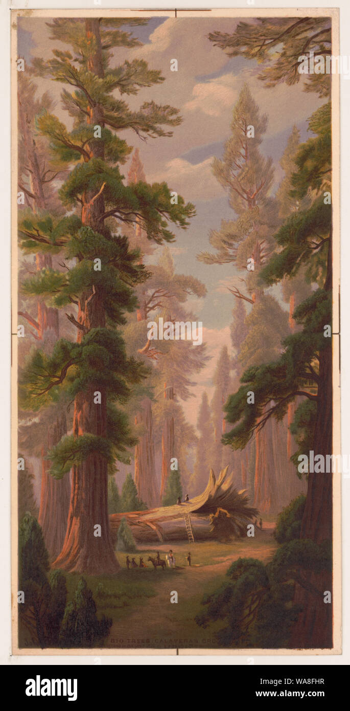 California views. No. 9. Big trees, Calavaras Grove Stock Photo - Alamy