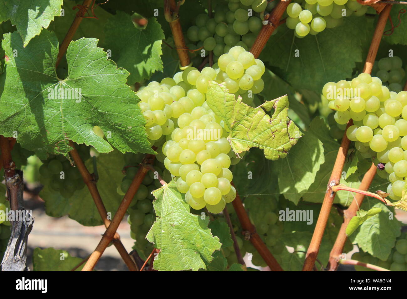 California chardonnay hi-res stock photography and images - Alamy