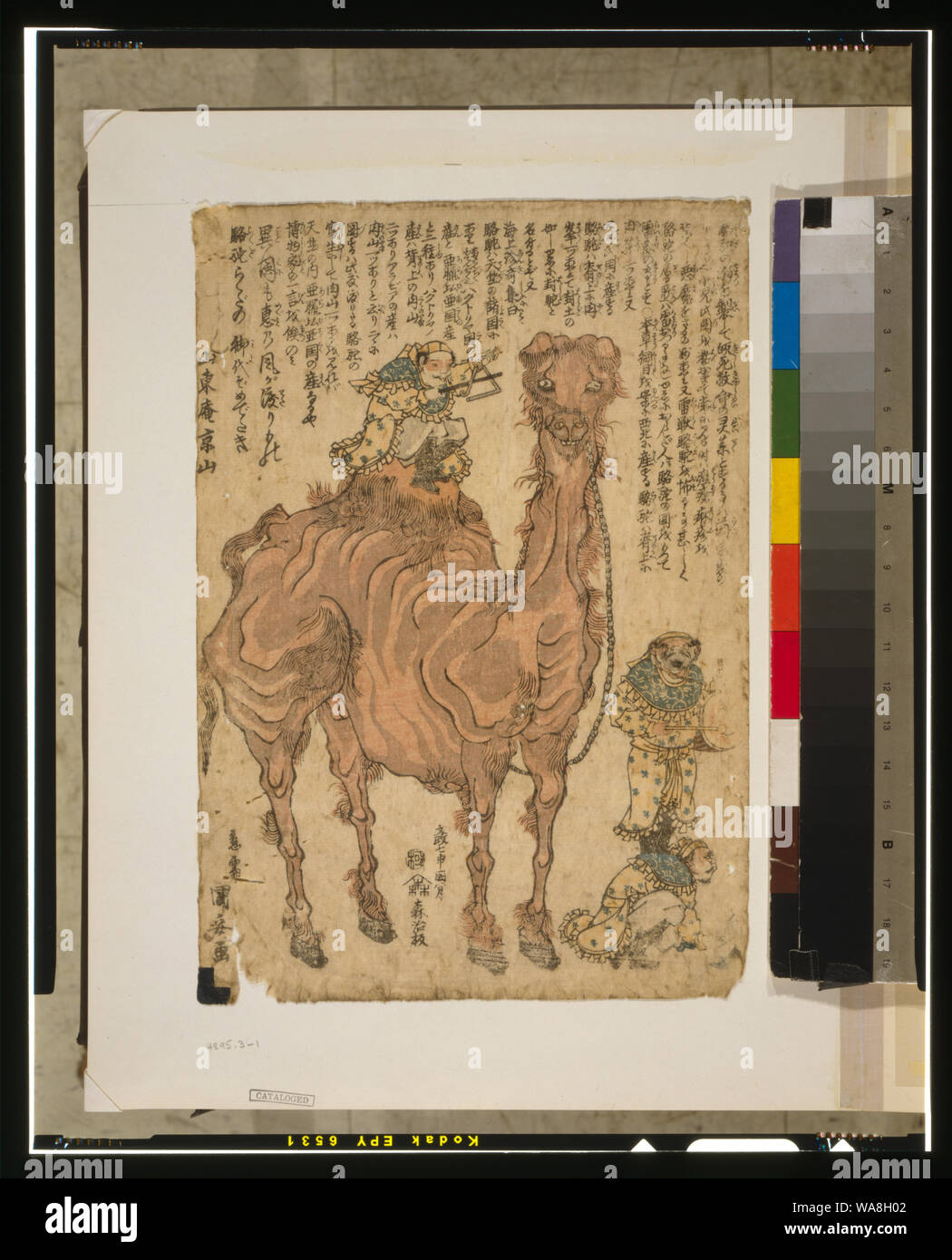 Camelid anatomy hi-res stock photography and images - Alamy