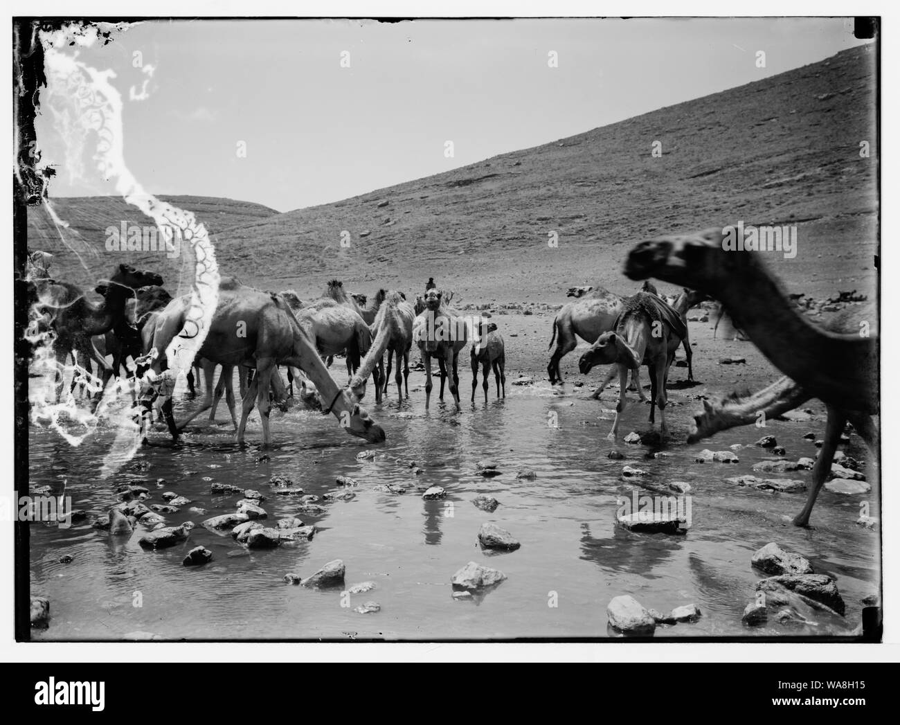 Camels watering hi-res stock photography and images - Alamy