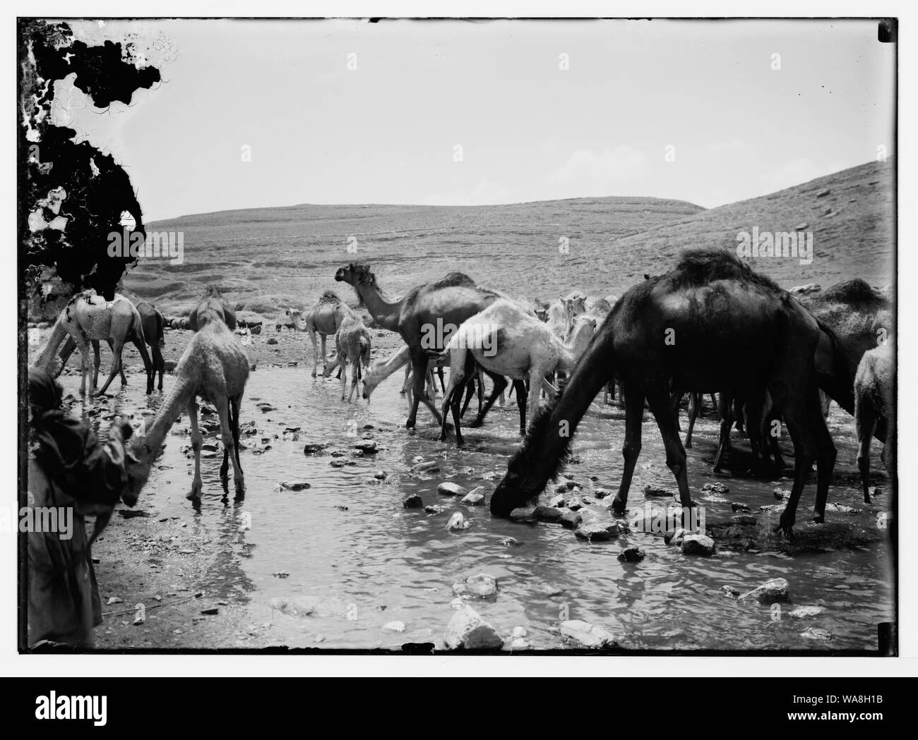 Camels at watering place Stock Photo - Alamy