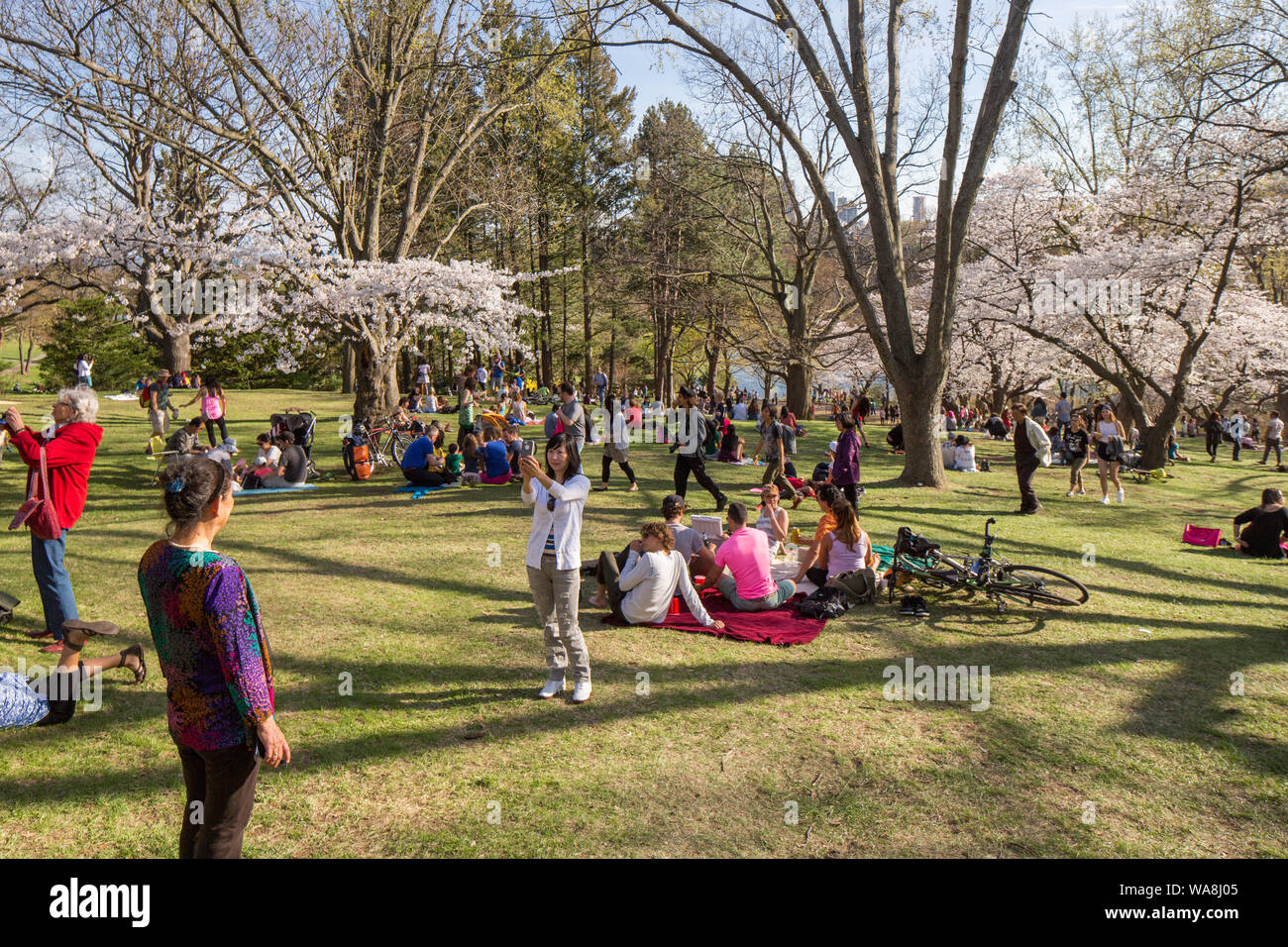 High Park Cherry Blossoms Stock Photo - Alamy