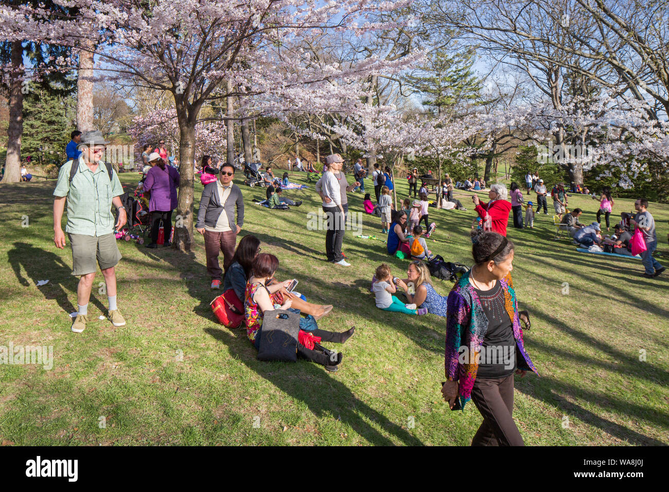 High Park Cherry Blossoms Stock Photo - Alamy