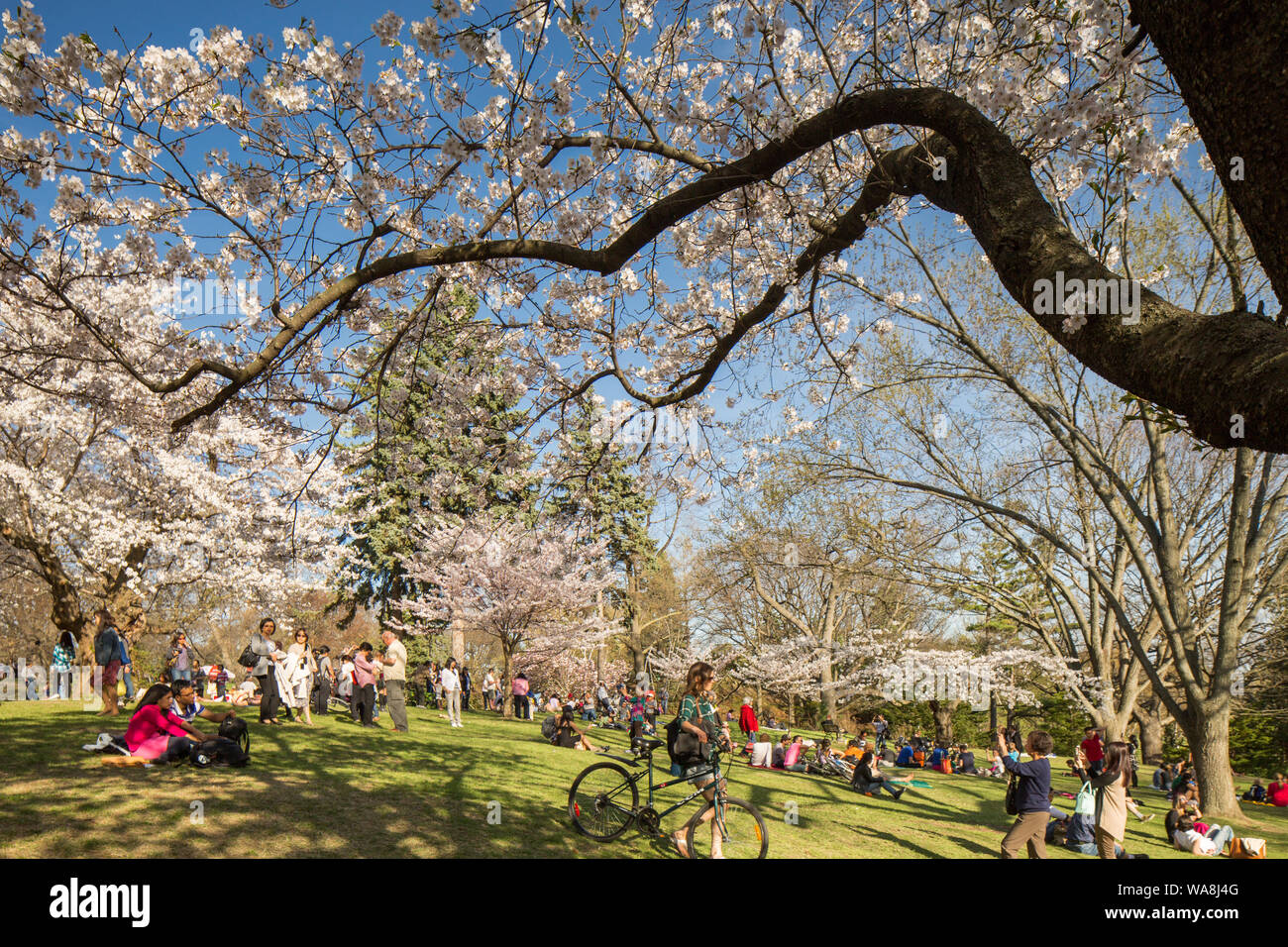 High Park Cherry Blossoms Stock Photo - Alamy