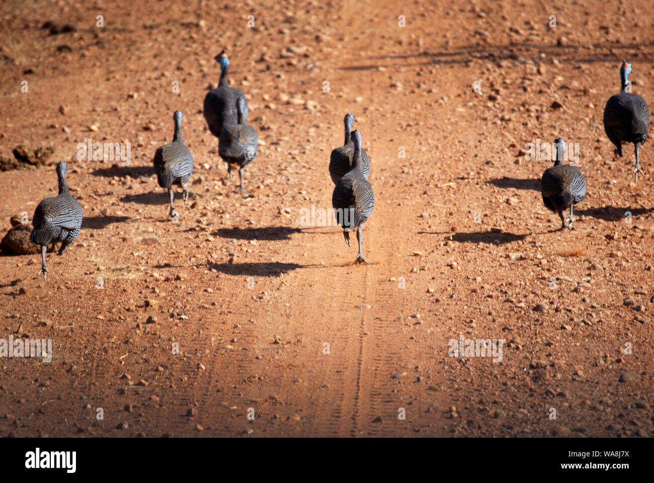 Guinea fowl flock hi-res stock photography and images - Alamy