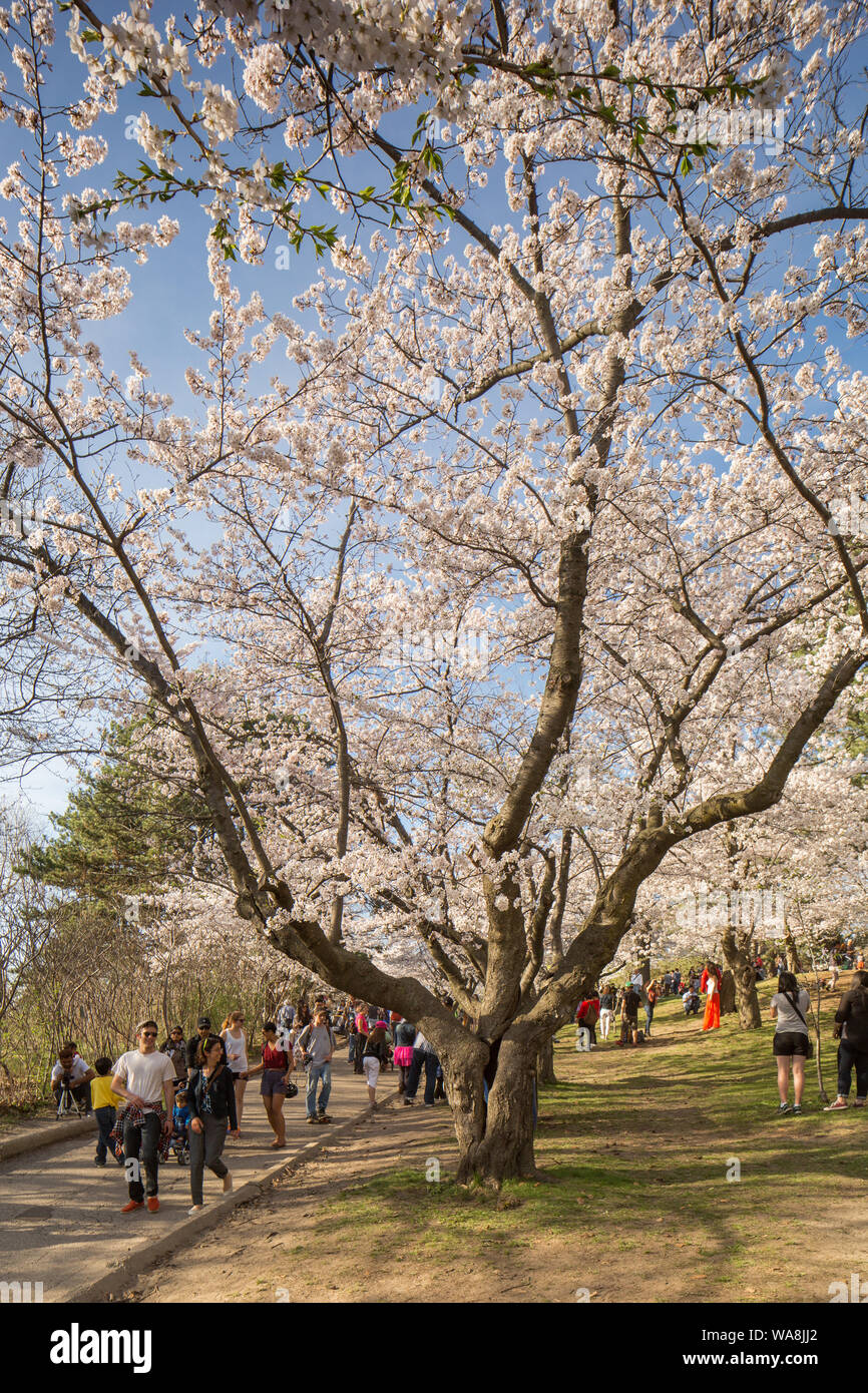 High Park Cherry Blossoms Stock Photo - Alamy