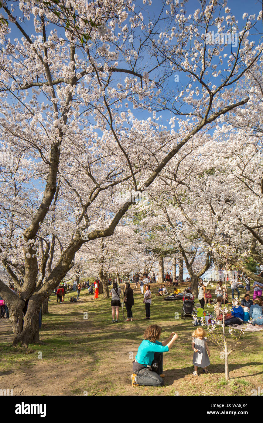 High Park Cherry Blossoms Stock Photo - Alamy