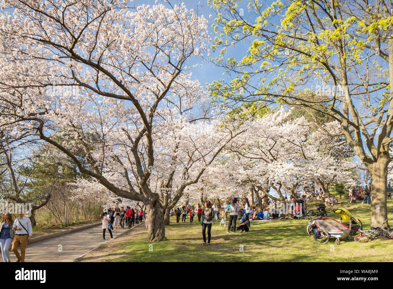 High Park Cherry Blossoms Stock Photo - Alamy