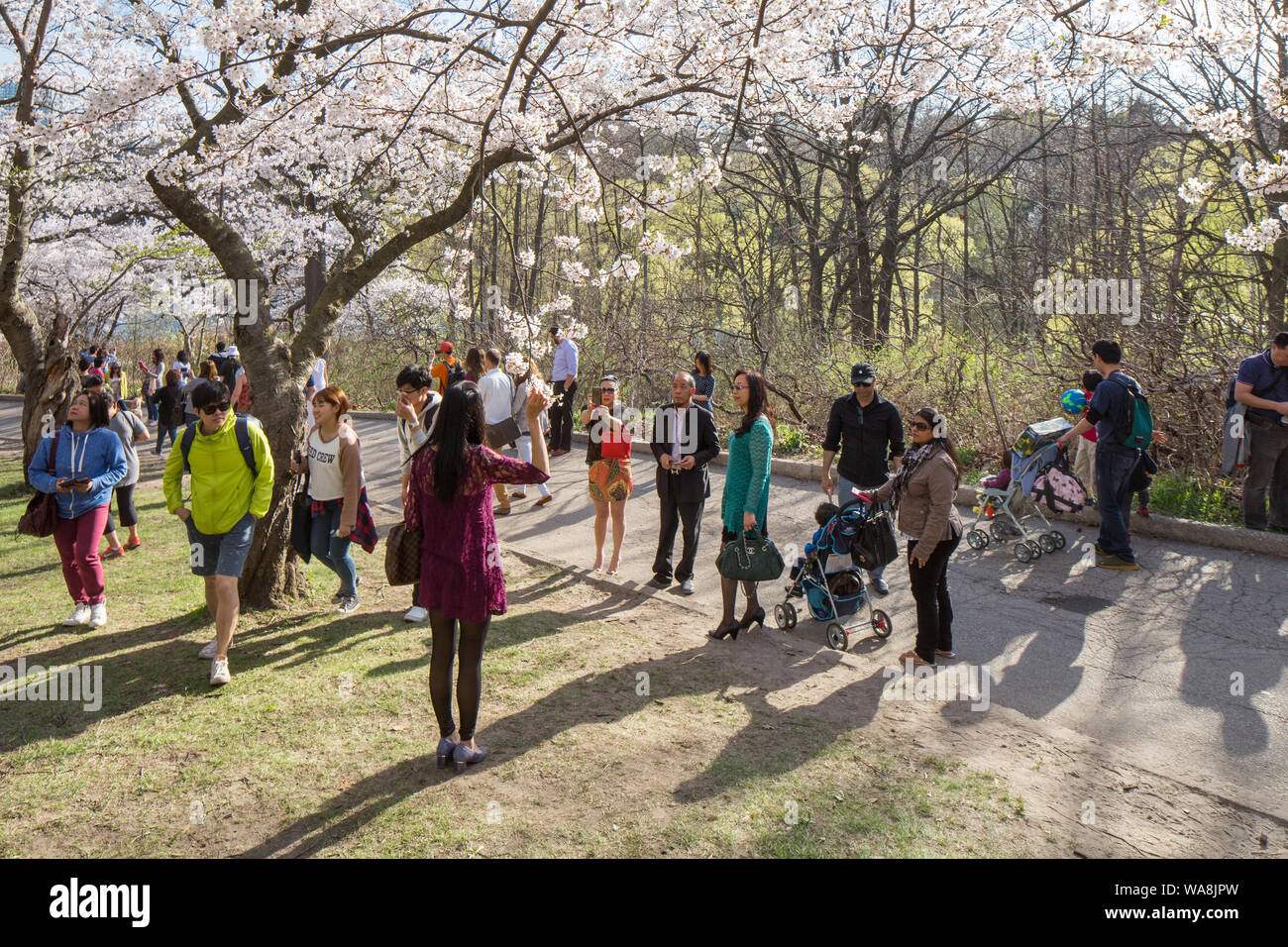 High Park Cherry Blossoms Stock Photo - Alamy