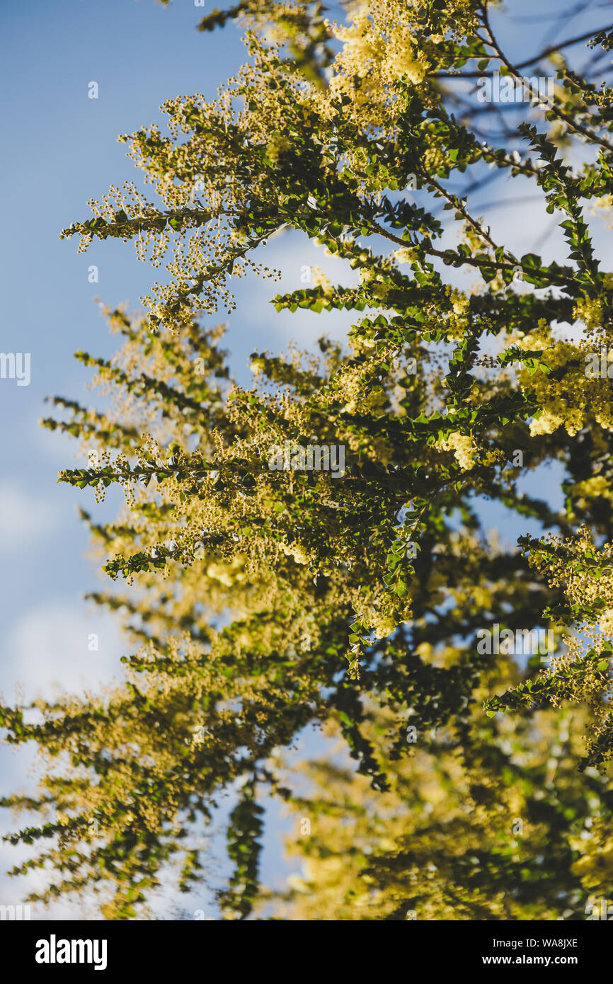 native Australian wattle tree about to bloom, the plant is also symbol ...