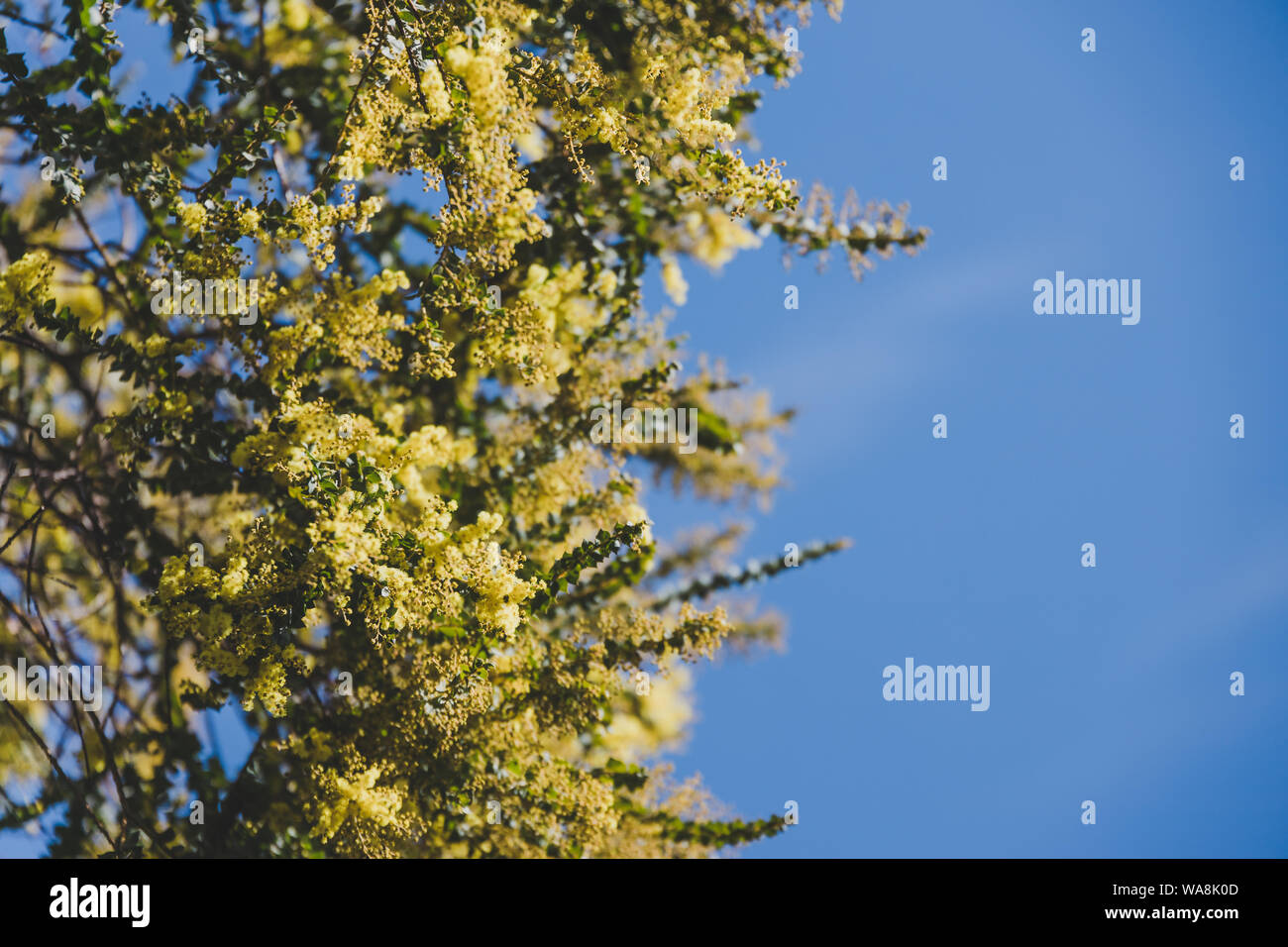native Australian wattle tree about to bloom, the plant is also symbol ...