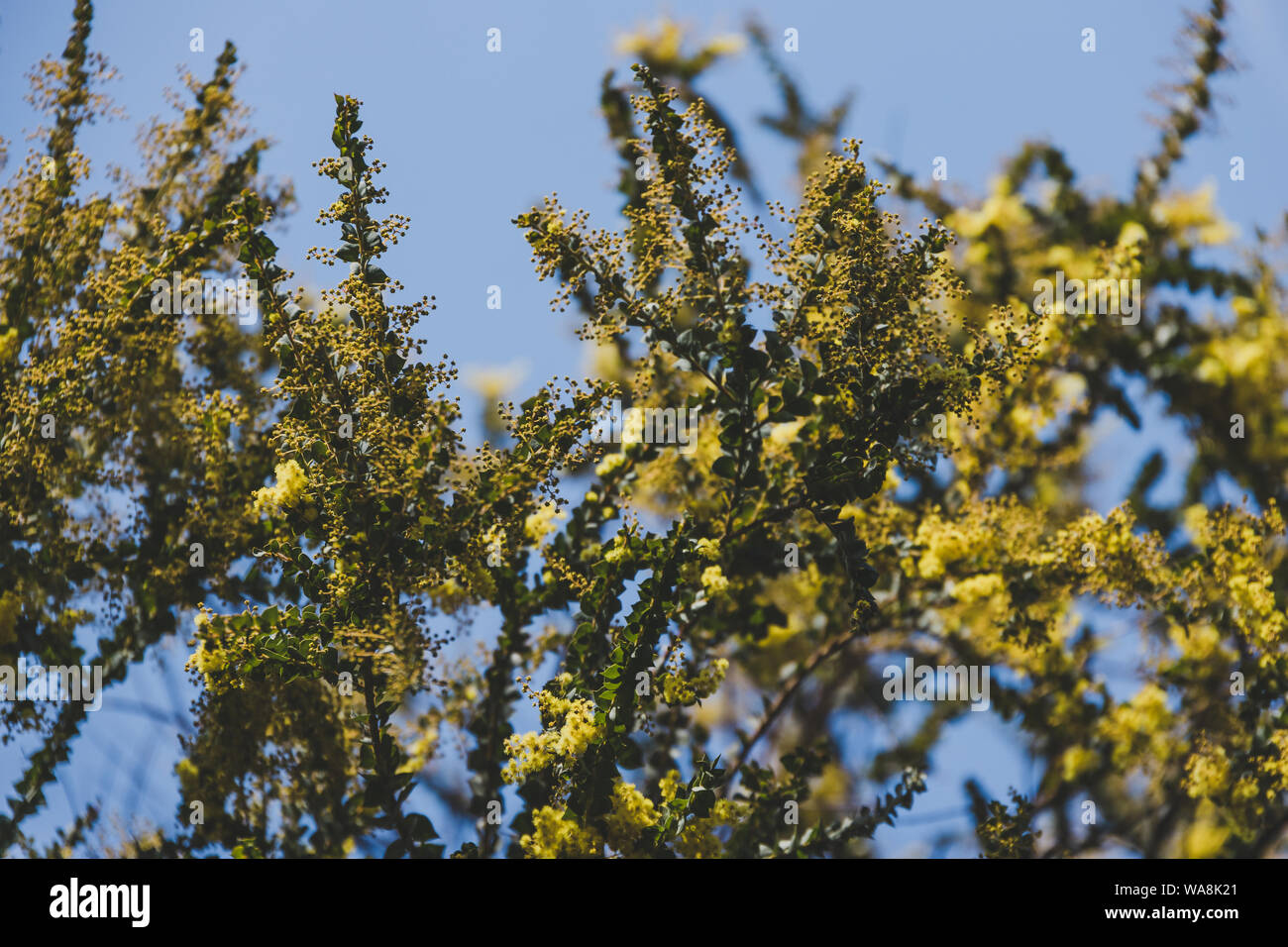 native Australian wattle tree about to bloom, the plant is also symbol ...