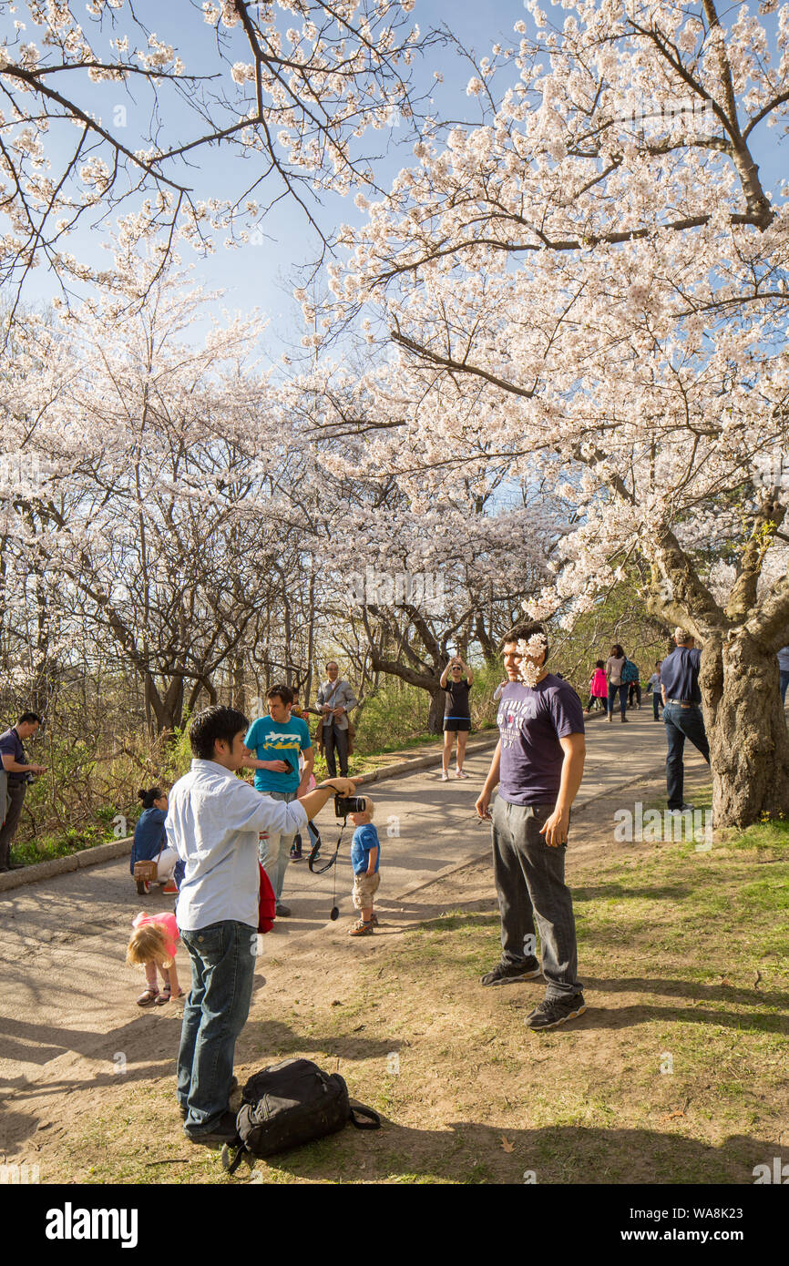 High Park Cherry Blossoms Stock Photo - Alamy