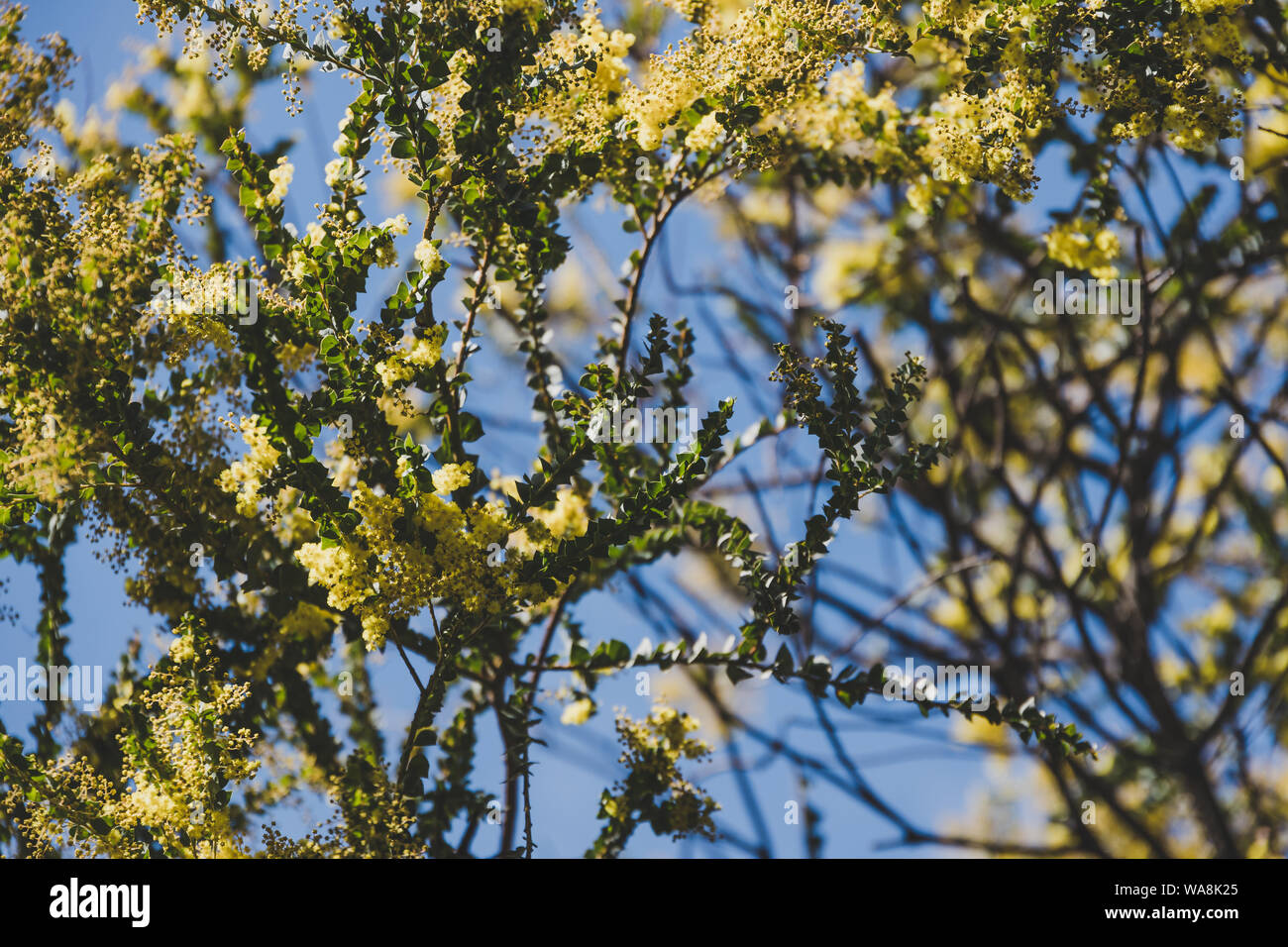 native Australian wattle tree about to bloom, the plant is also symbol ...