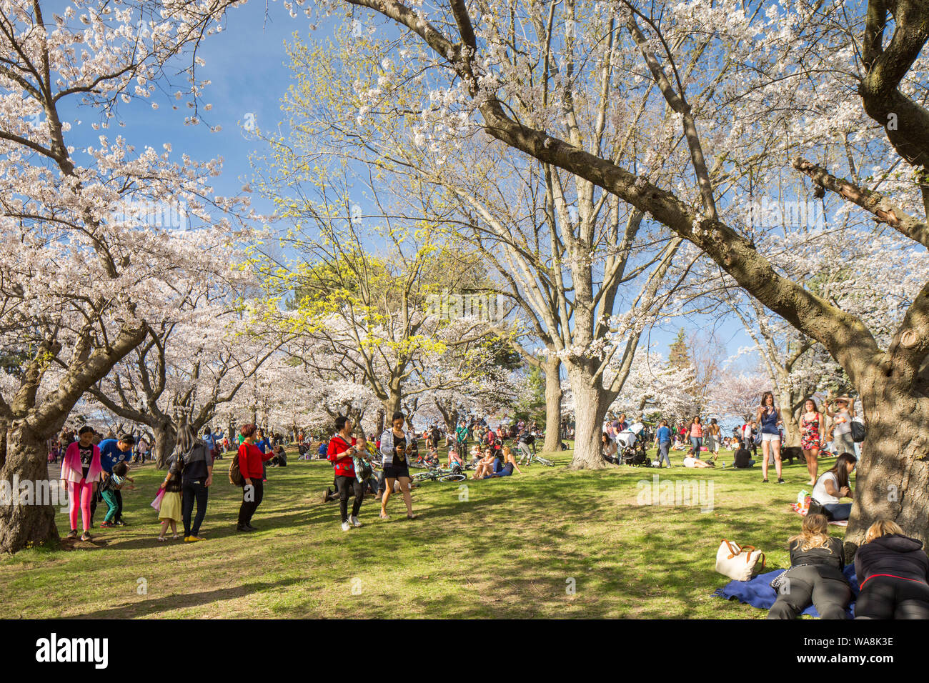 High Park Cherry Blossoms Stock Photo - Alamy