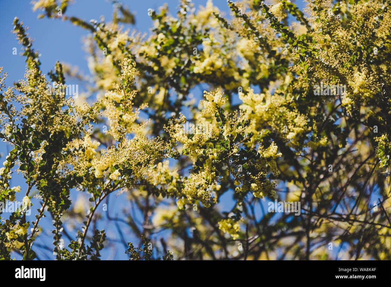 native Australian wattle tree about to bloom, the plant is also symbol ...