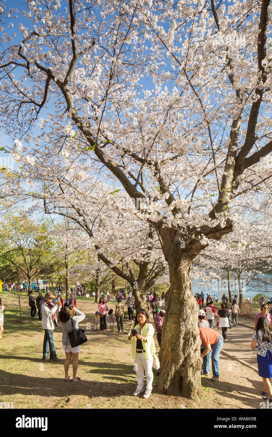 High Park Cherry Blossoms Stock Photo - Alamy