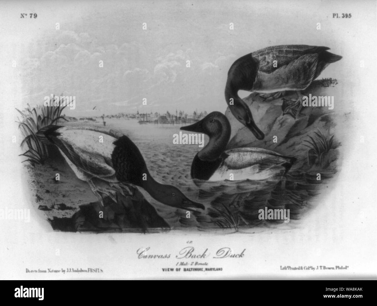 Watching back Black and White Stock Photos & Images - Alamy