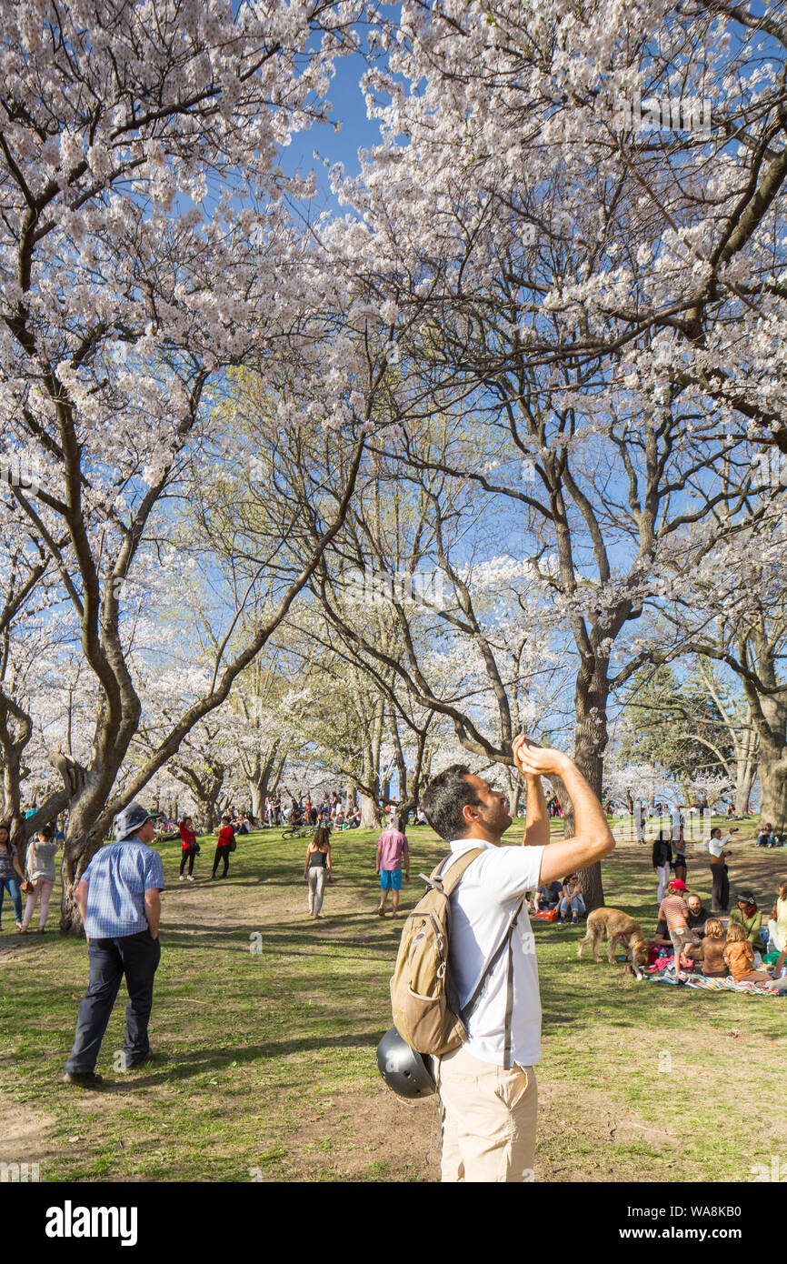 High Park Cherry Blossoms Stock Photo - Alamy
