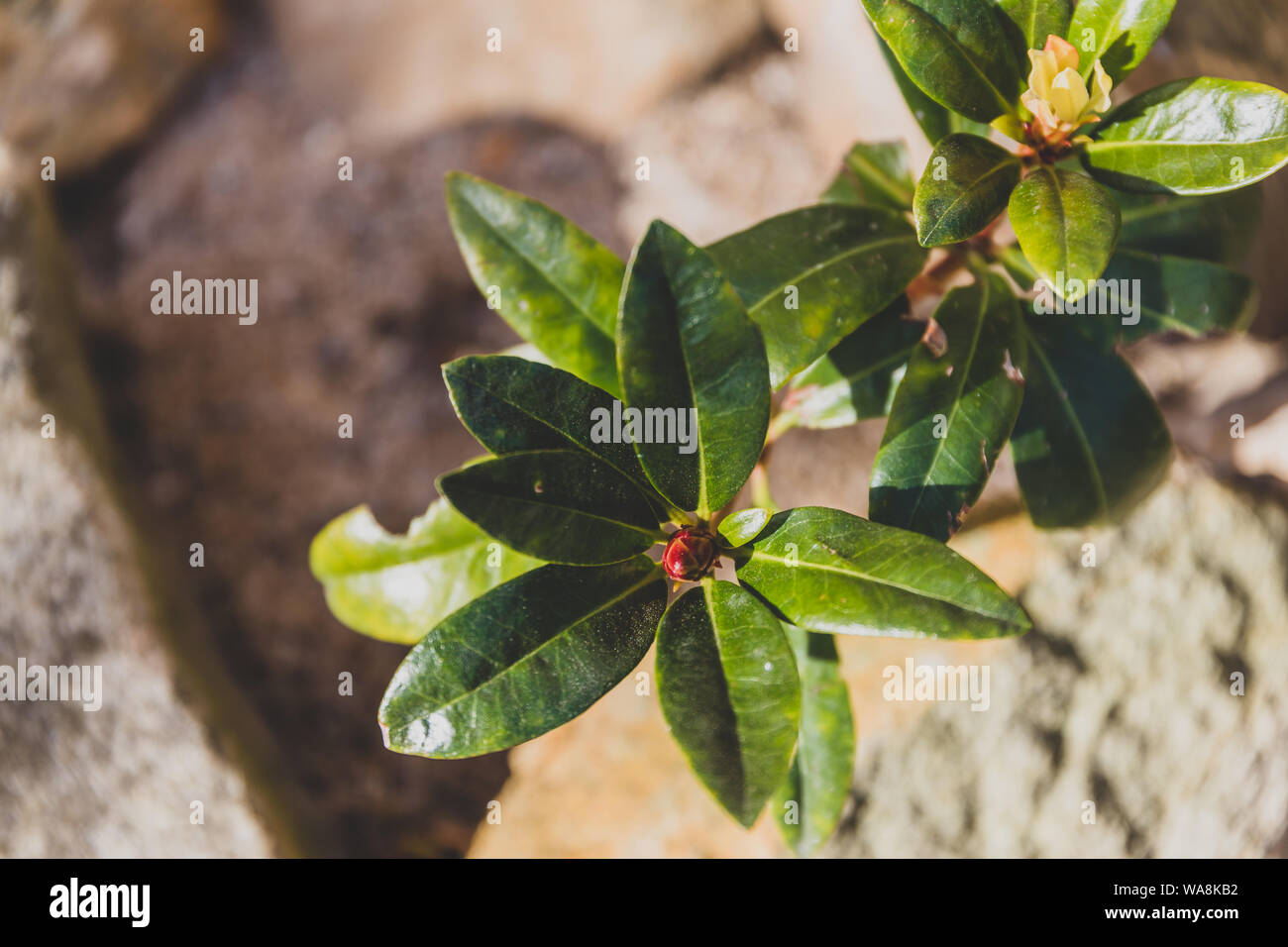 small rhododendron plant in the ground about to bloom shot under harsh ...