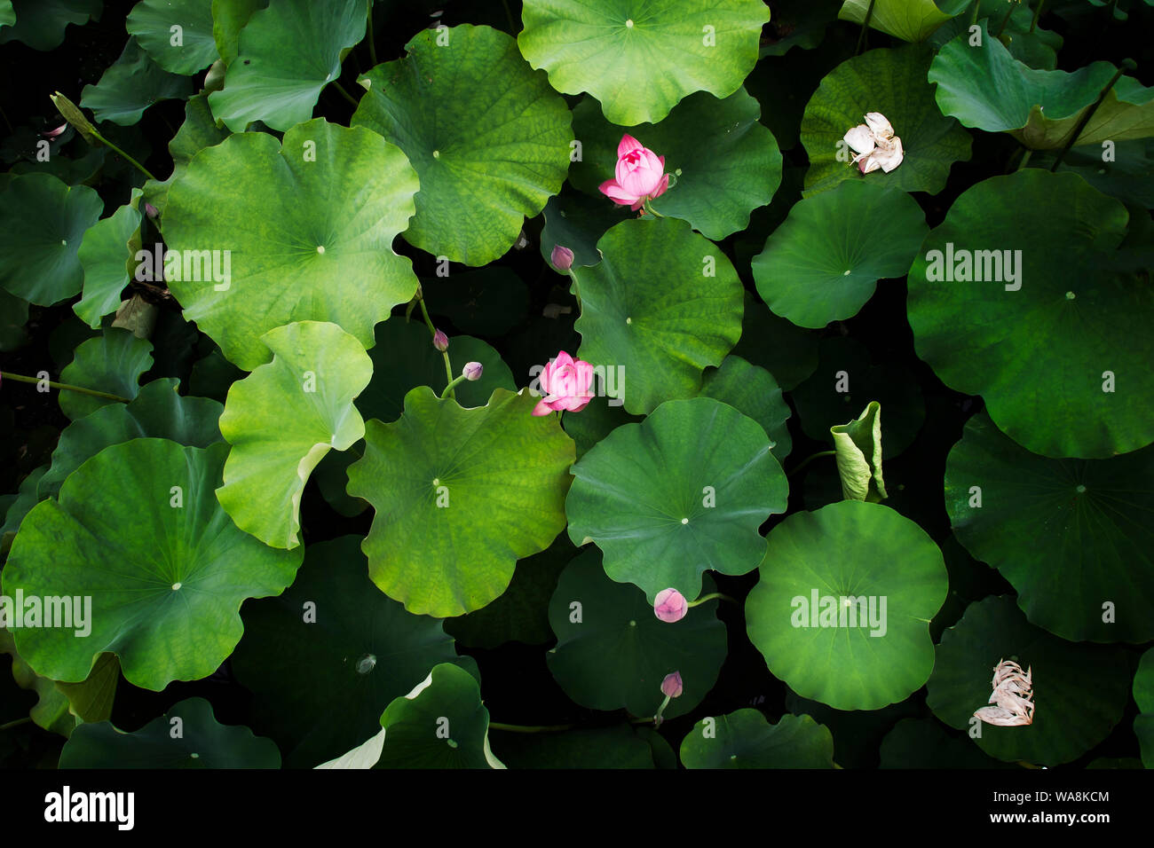 Lotus and Leaves Stock Photo - Alamy