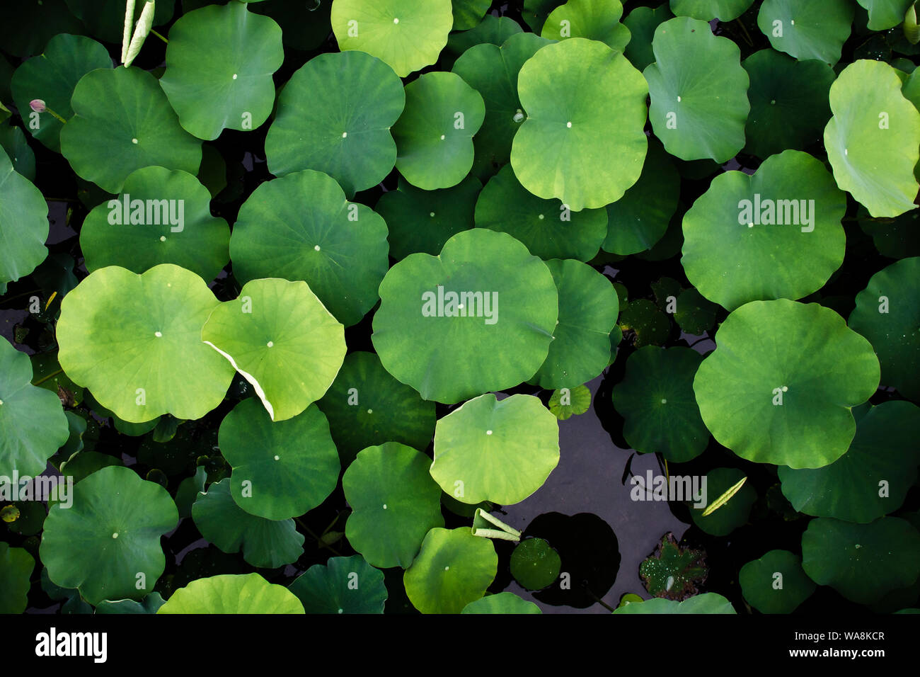 Lotus and Leaves Stock Photo - Alamy