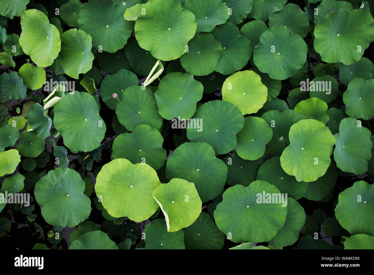 Lotus and Leaves Stock Photo - Alamy