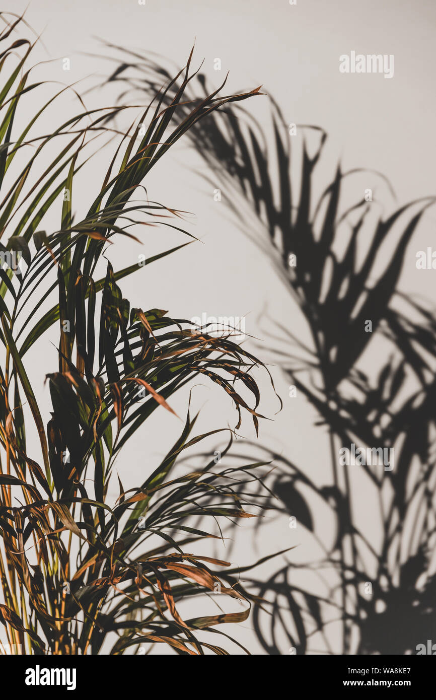 palm tree leaves in indoor seting with shadow on the wall, edited with ...