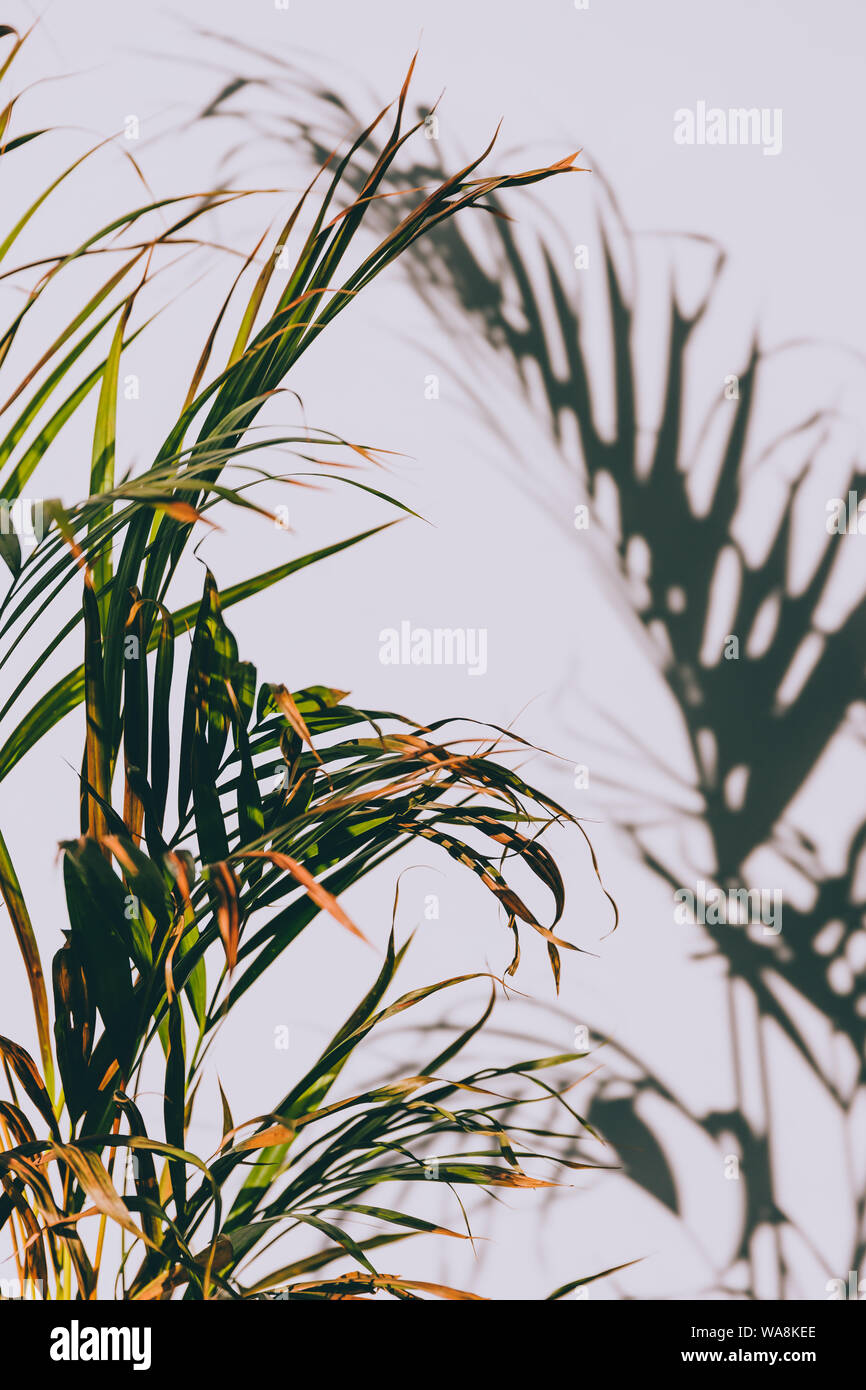 palm tree leaves in indoor seting with shadow on the wall, edited with ...
