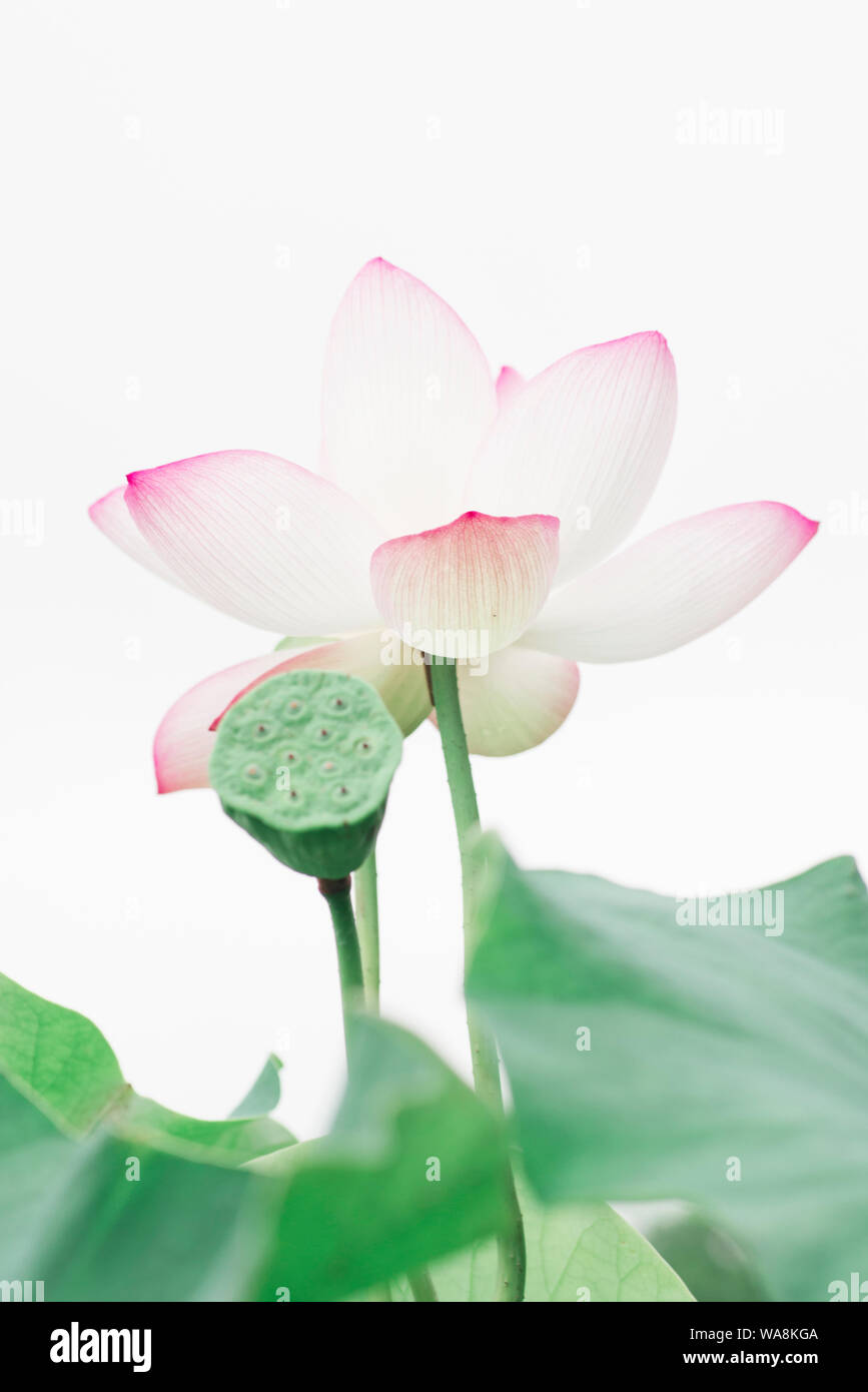 Lotus and Leaves Stock Photo - Alamy