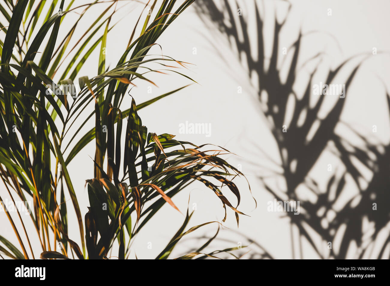 palm tree leaves in indoor seting with shadow on the wall, edited with ...