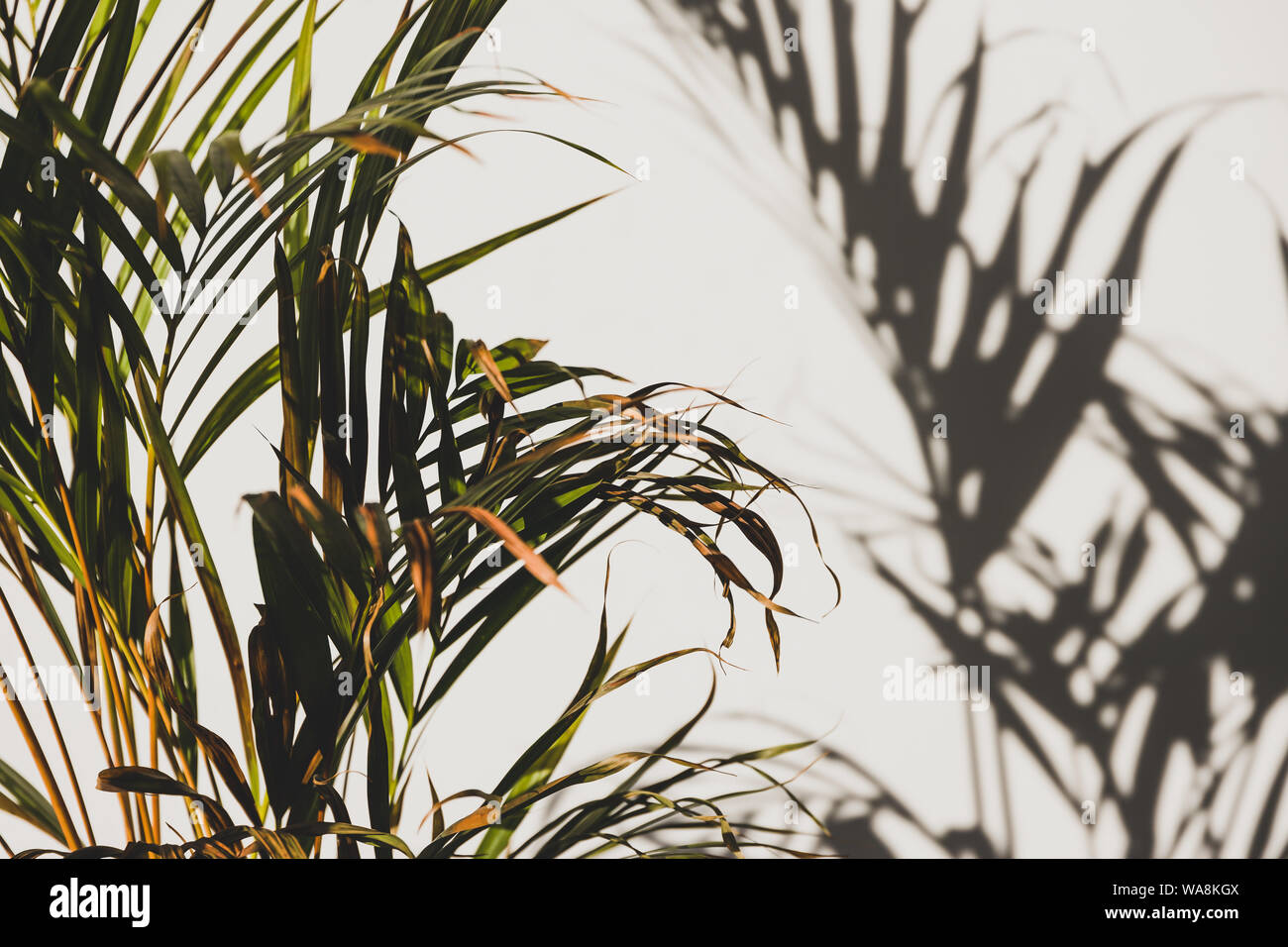palm tree leaves in indoor seting with shadow on the wall, edited with ...