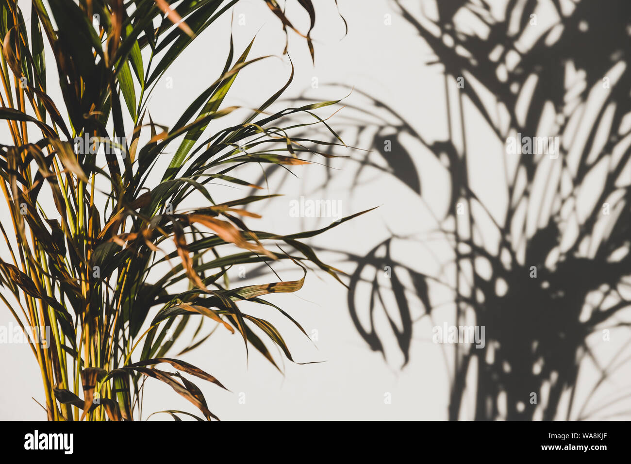 palm tree leaves in indoor seting with shadow on the wall, edited with ...