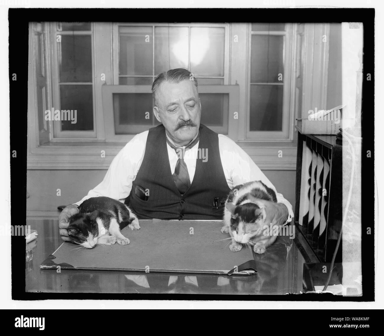 Cats 1 Black and White Stock Photos & Images - Alamy