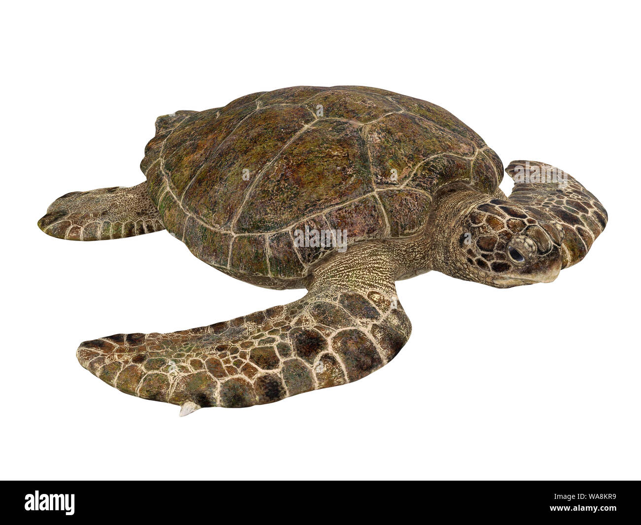 Sea Turtle Isolated Stock Photo - Alamy