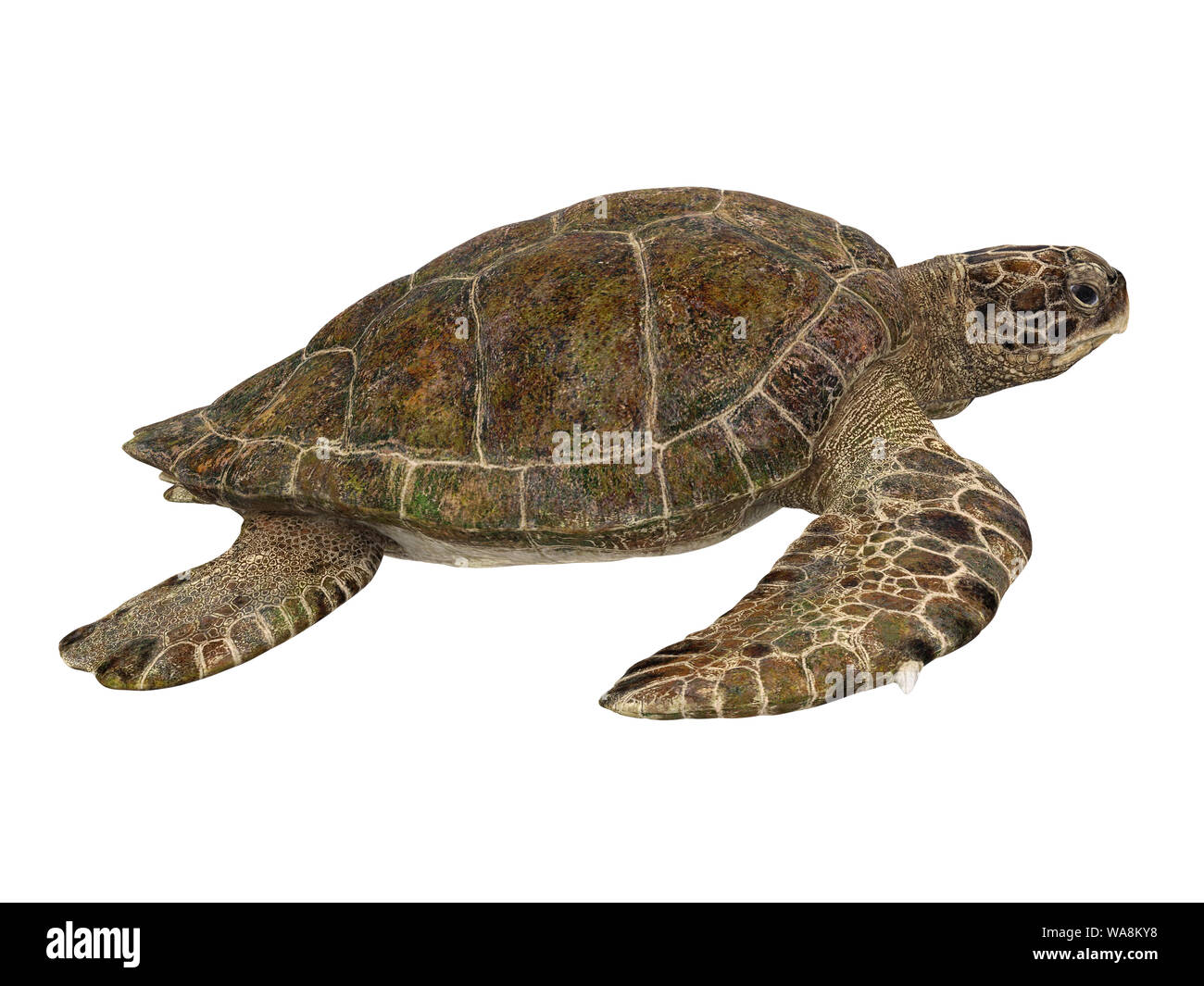 Sea Turtle Isolated Stock Photo - Alamy