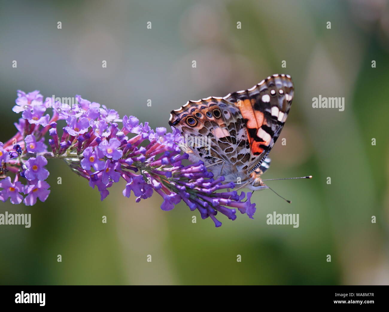 Butterfly eating nectar hi-res stock photography and images - Alamy