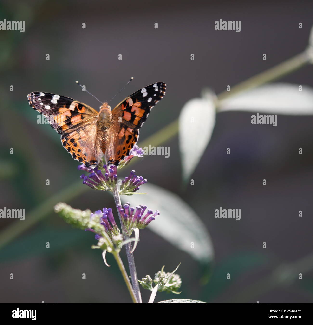 Butterfly eating nectar hi-res stock photography and images - Alamy