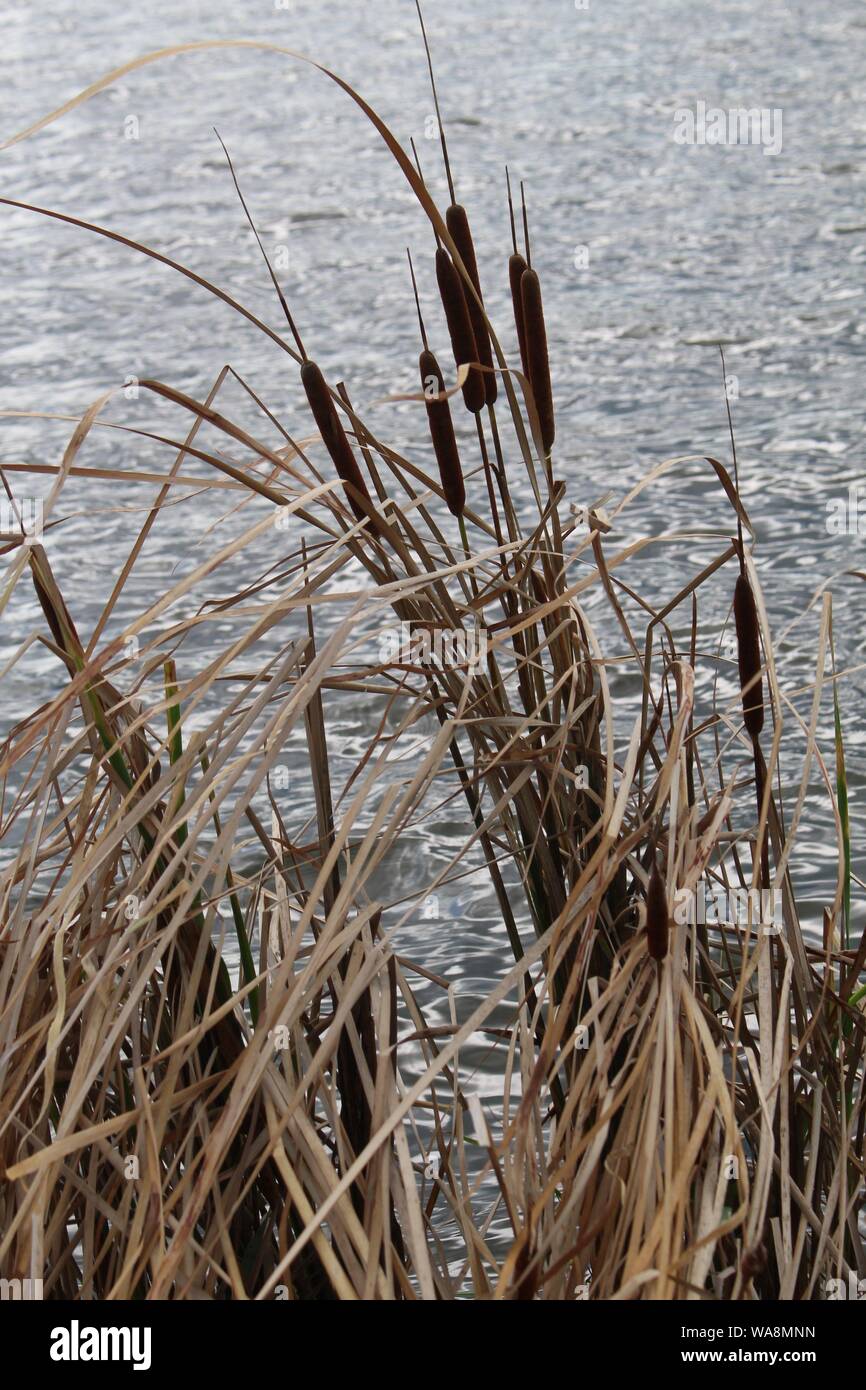 Bull rushes hi-res stock photography and images - Alamy