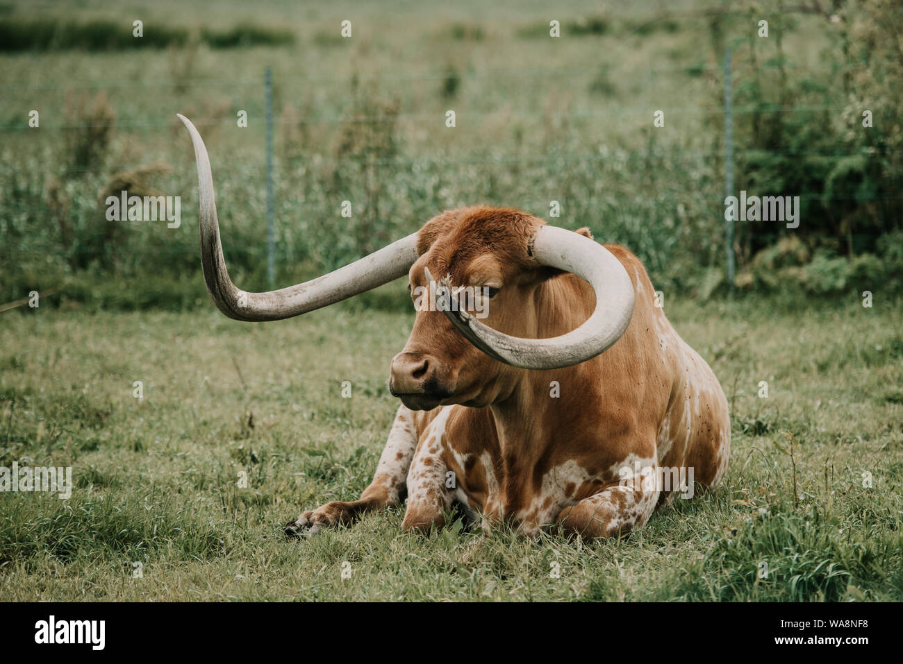 Giant horns hi-res stock photography and images - Alamy