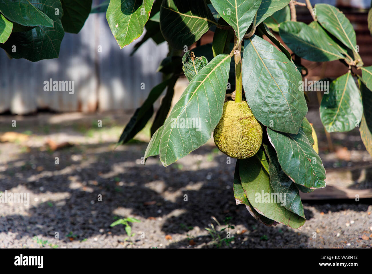 The Exotic and Unique Tarap Fruit of Borneo Stock Photo - Alamy