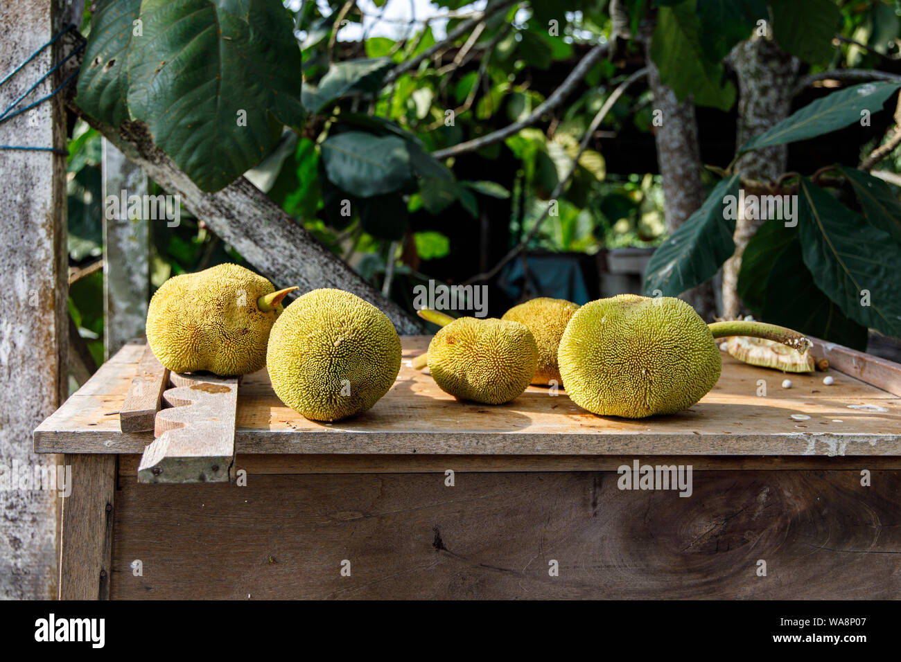 The Exotic and Unique Tarap Fruit of Borneo Stock Photo - Alamy