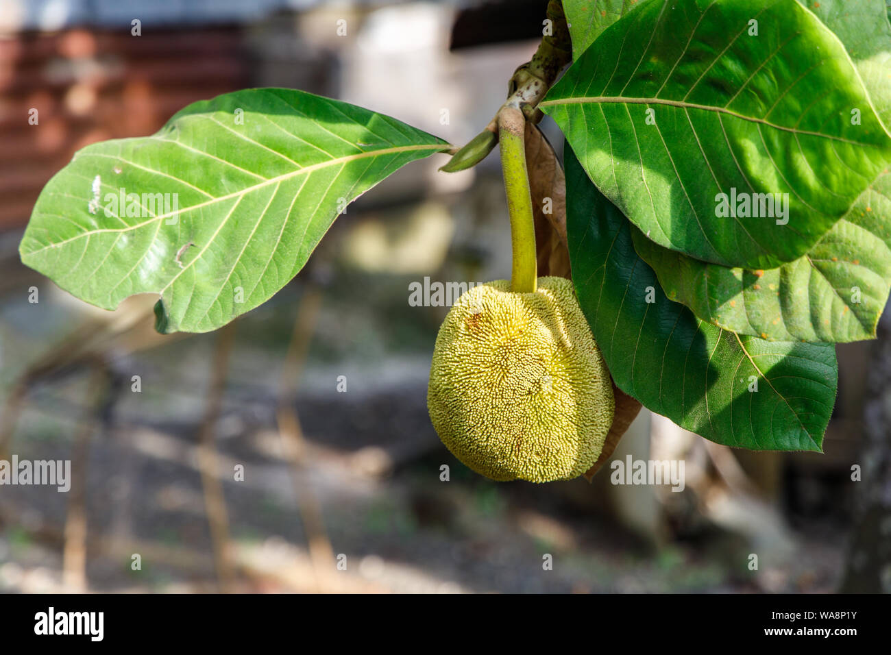 The Exotic and Unique Tarap Fruit of Borneo Stock Photo - Alamy