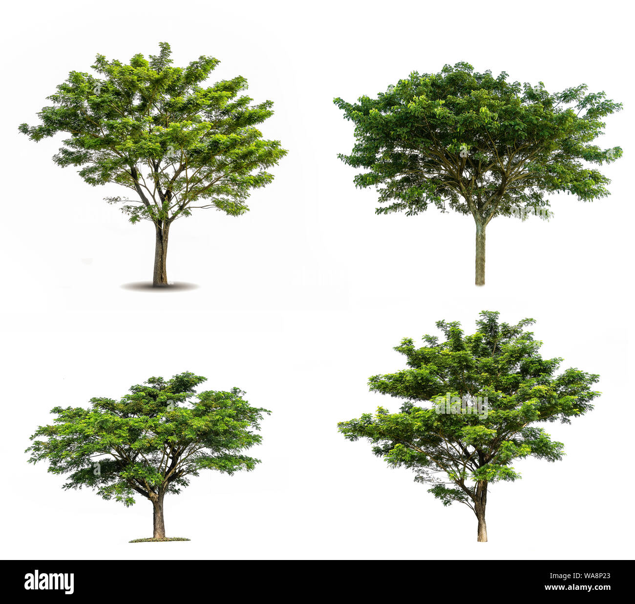 collection of various Tree isolated on white background high resolution ...